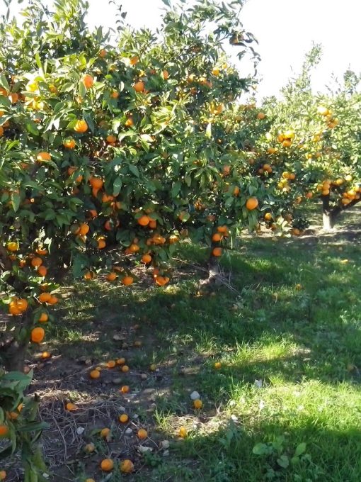 savjeti za napraviti džem od mandarina@Neretvansko zlato