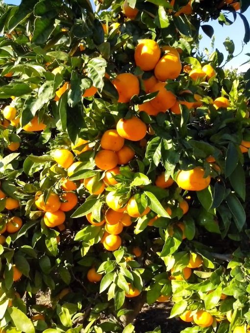 savjeti za napraviti džem od mandarina@Neretvansko zlato